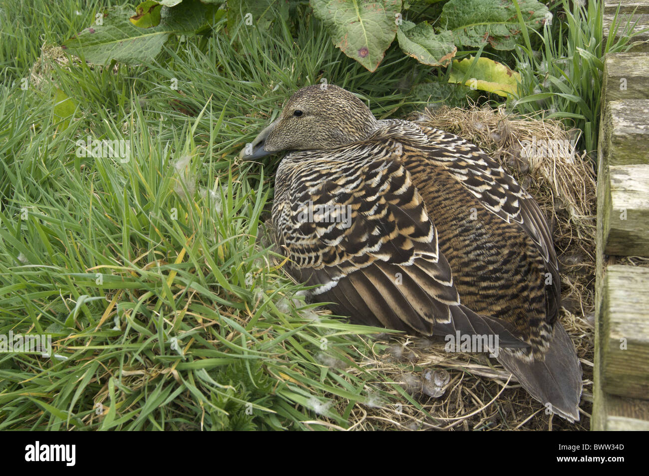 Female eider duck on nest hi-res stock photography and images - Alamy