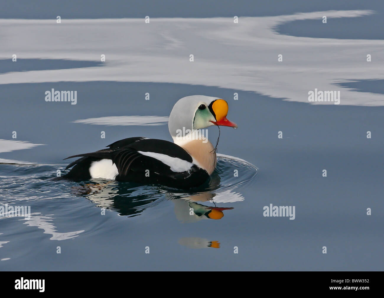 King Eider (Somateria spectabilis) adult male, breeding plumage ...