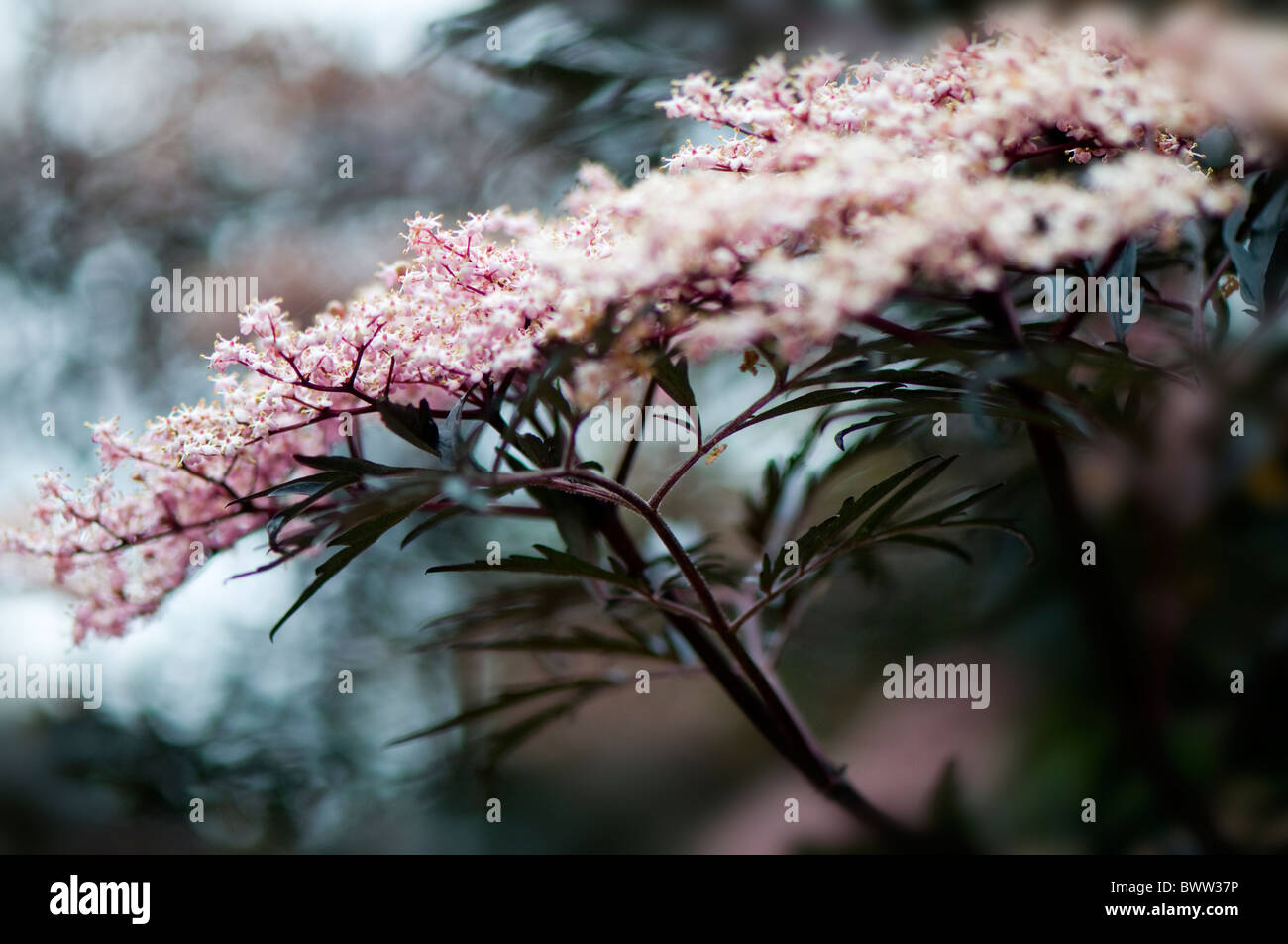 Sambucus nigra 'Black Beauty' - common Elder Stock Photo - Alamy