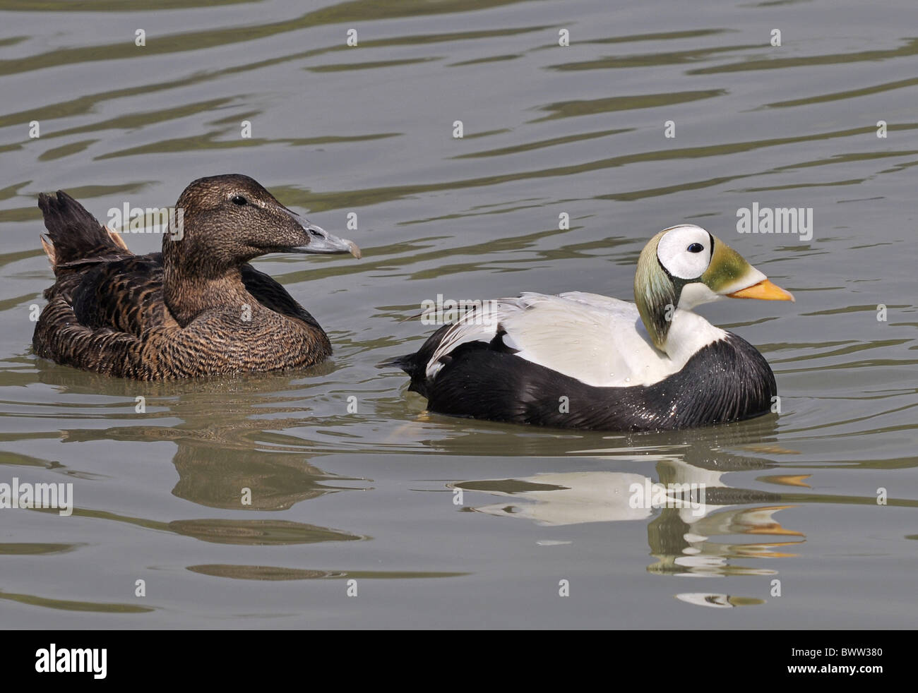 Spectacled Eider (Somateria fischeri) adult pair, swimming, captive ...