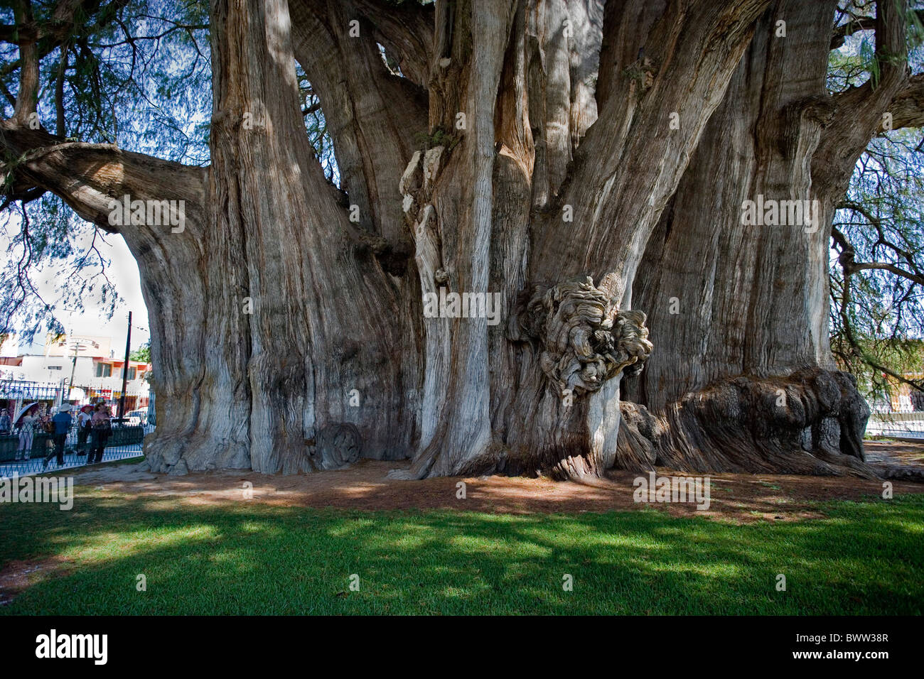 Mexico Central America America Oaxaca State Near Oaxaca city Santa ...