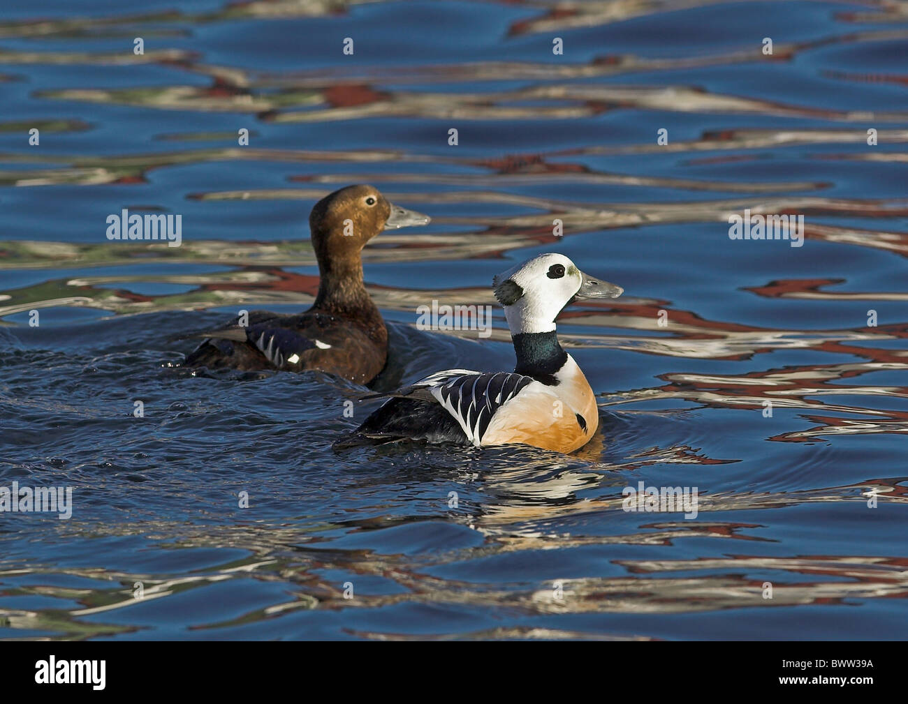 Steller's Eider (Polysticta stelleri) adult pair, summer plumage ...