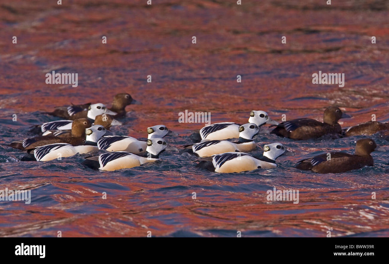 Steller's Eider (Polysticta stelleri) adult males and females, flock ...