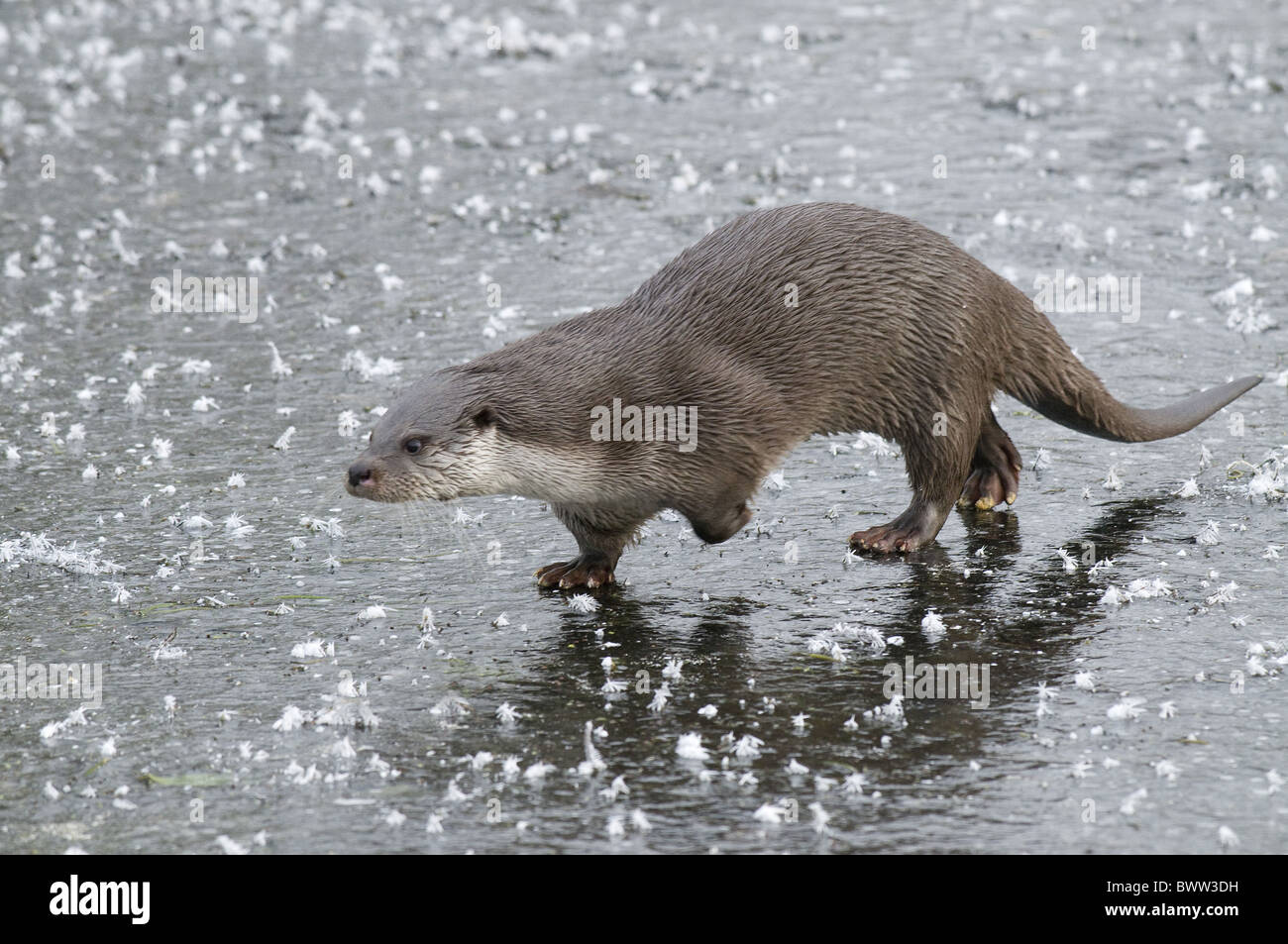 otter otters mustelid mustelids carnivore carnivores mammal mammals ...