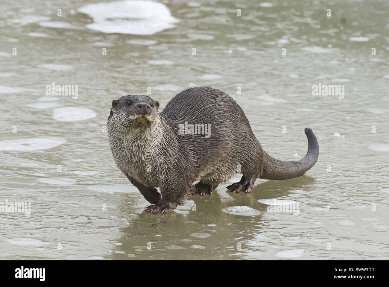 otter otters mustelid mustelids carnivore carnivores mammal mammals ...