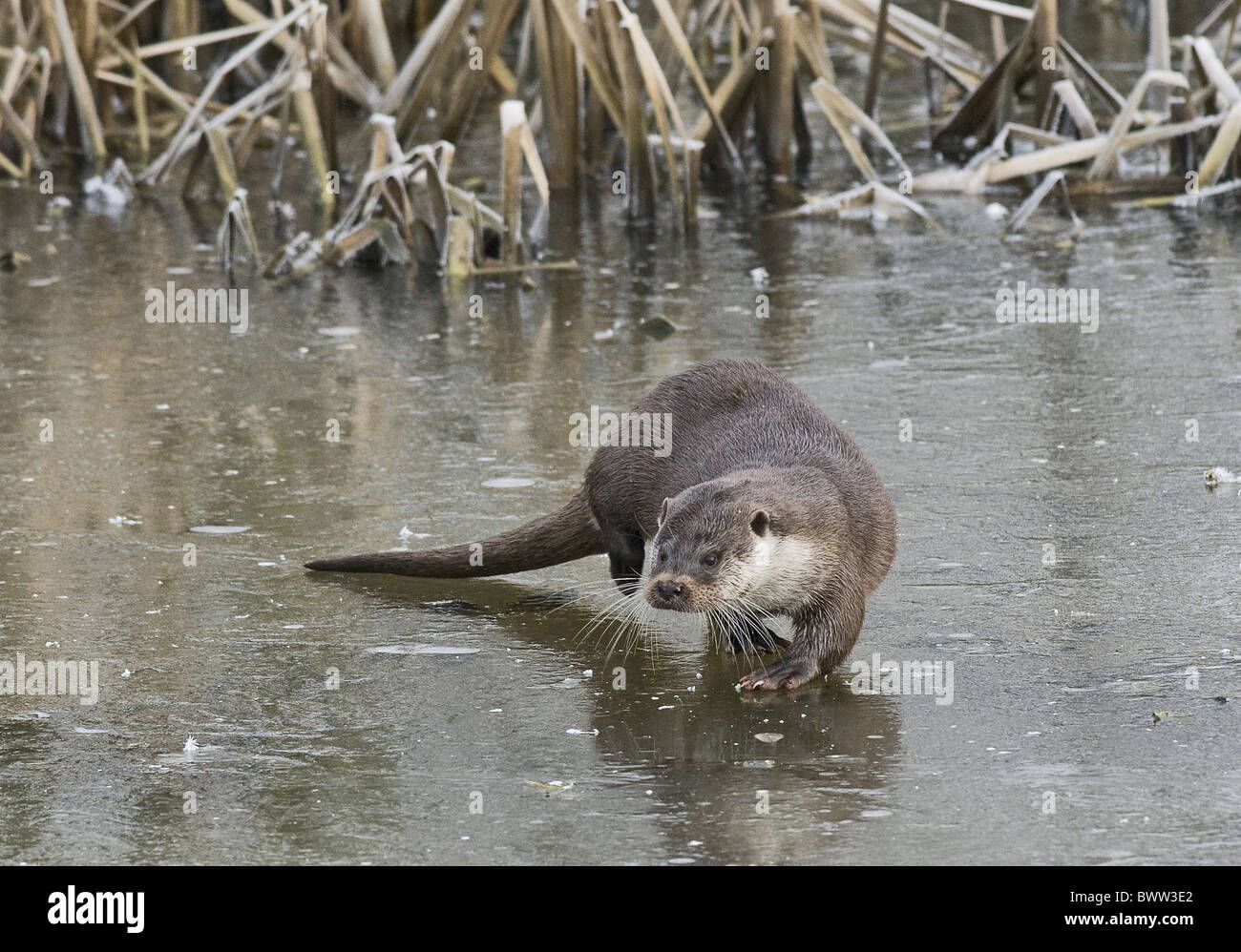 otter otters mustelid mustelids carnivore carnivores mammal mammals ...