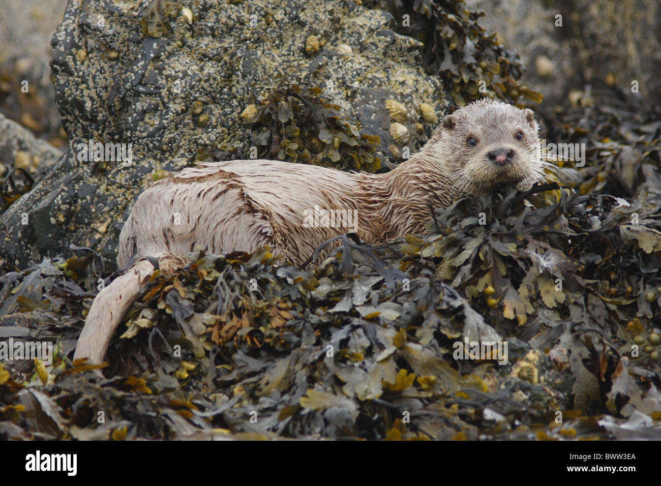 otter otters mustelid mustelids carnivore carnivores mammal mammals ...