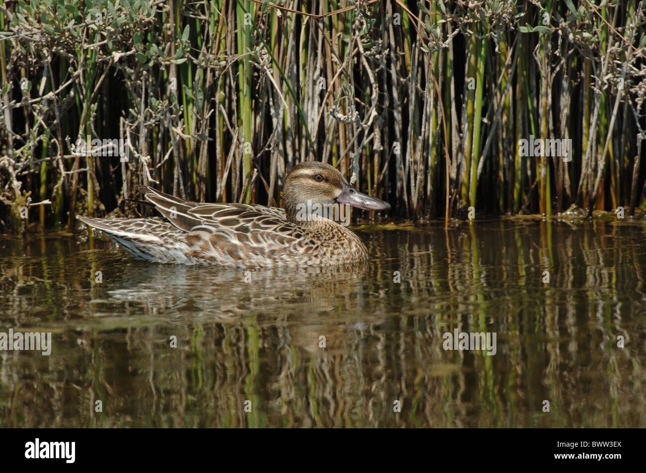 Garganey female duck hi-res stock photography and images - Alamy