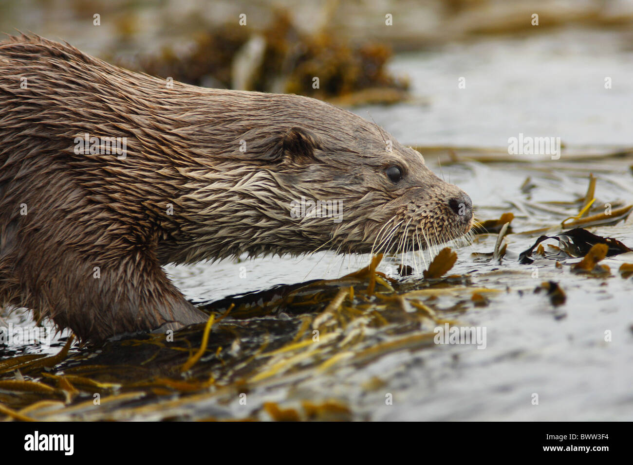 otter otters mustelid mustelids carnivore carnivores mammal mammals ...