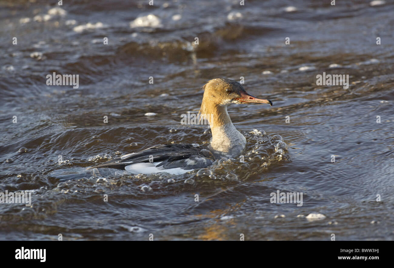 Goosander (Mergus merganser) adult female, fishing, swimming on river ...