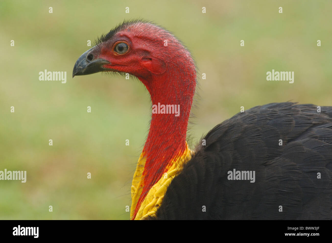Australian wild turkey hi-res stock photography and images - Alamy