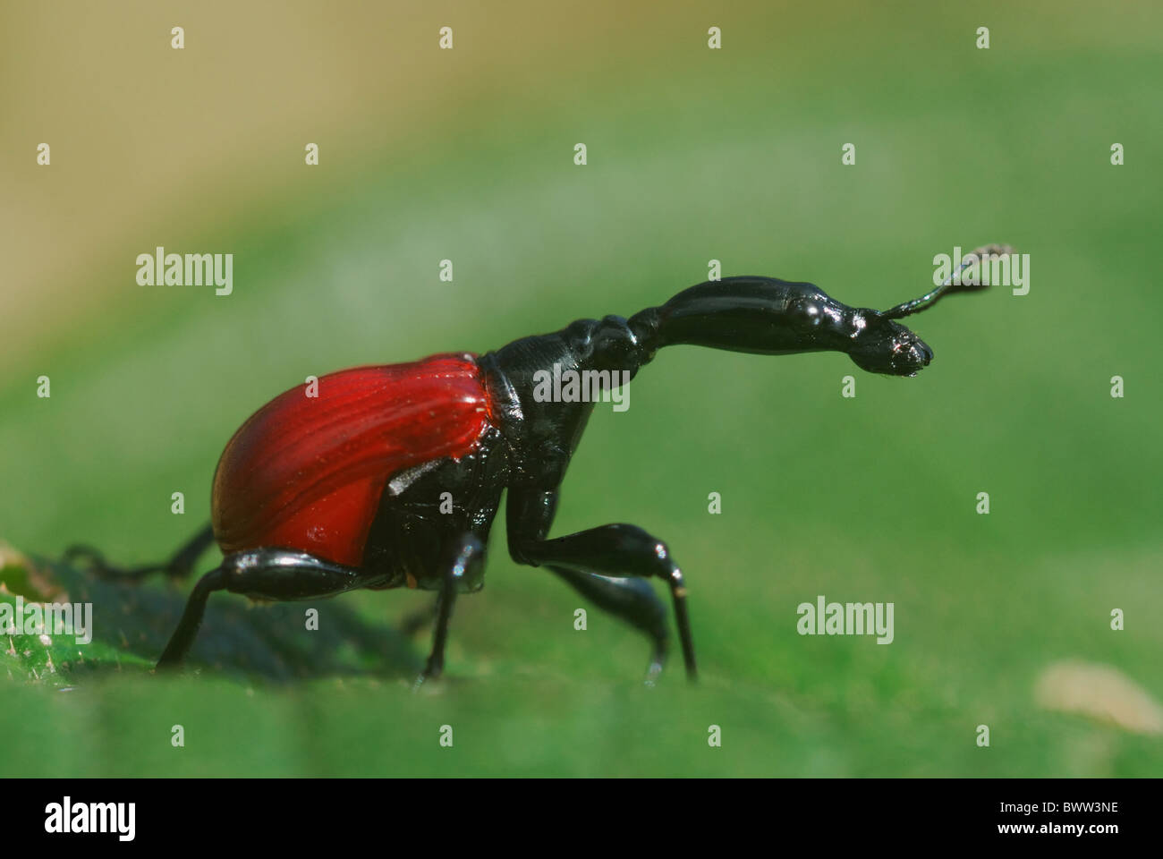 Giraffe-necked Weevil in Ranomafana National Park, Madagascar Stock ...