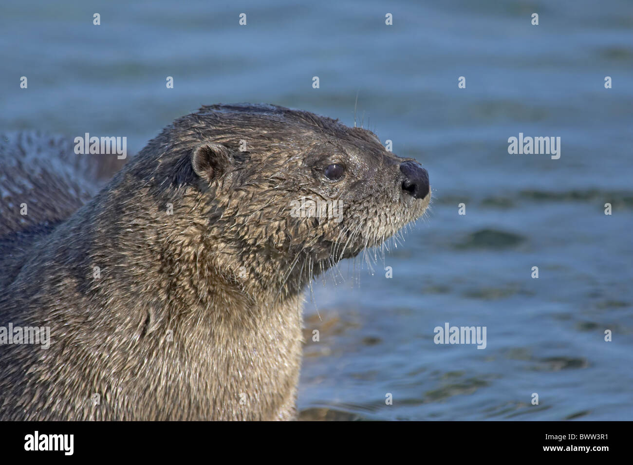 River Otter North American river otter head close up water nose fur eye ...