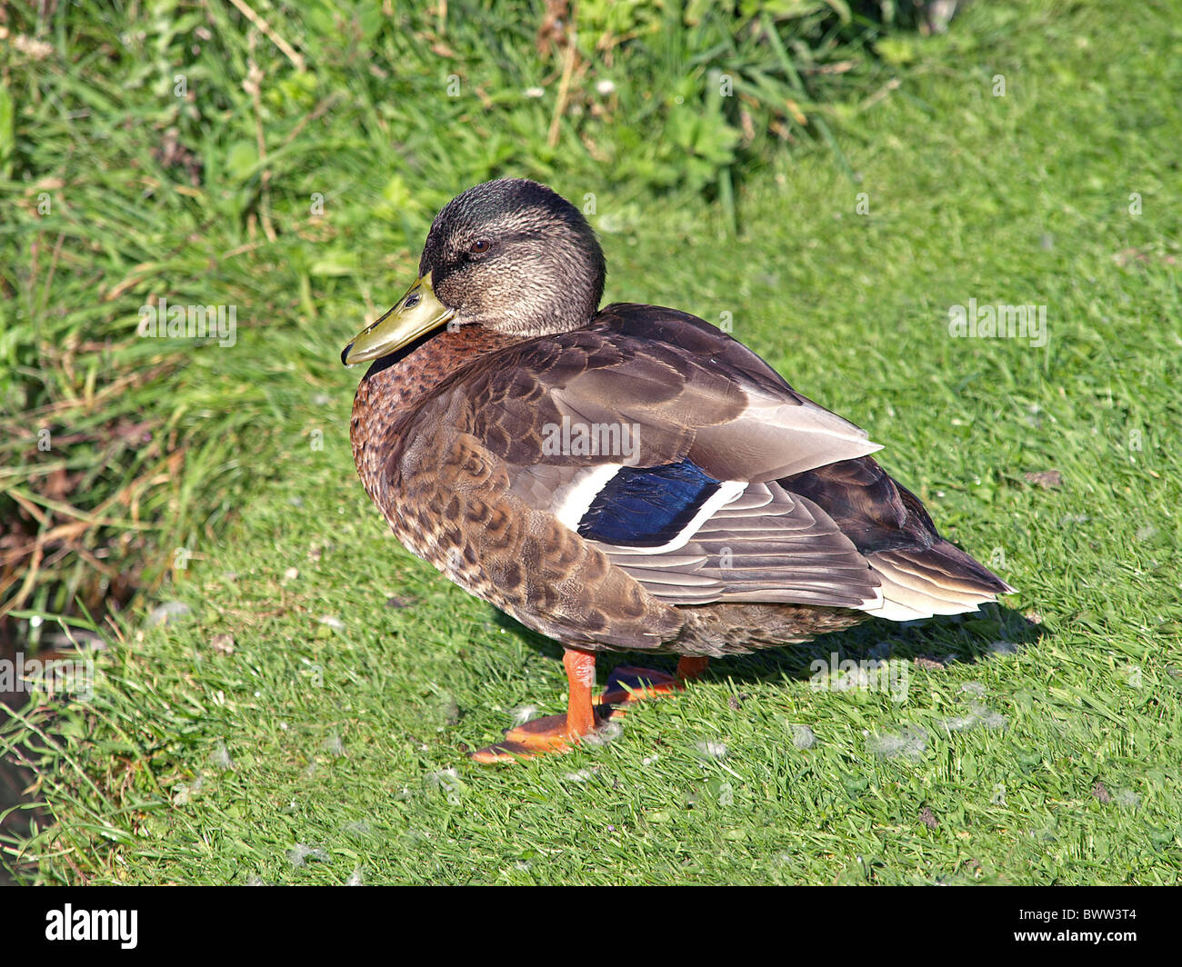 Mallard Duck (Anas platyrhynchos) adult male, in eclipse plumage, West ...