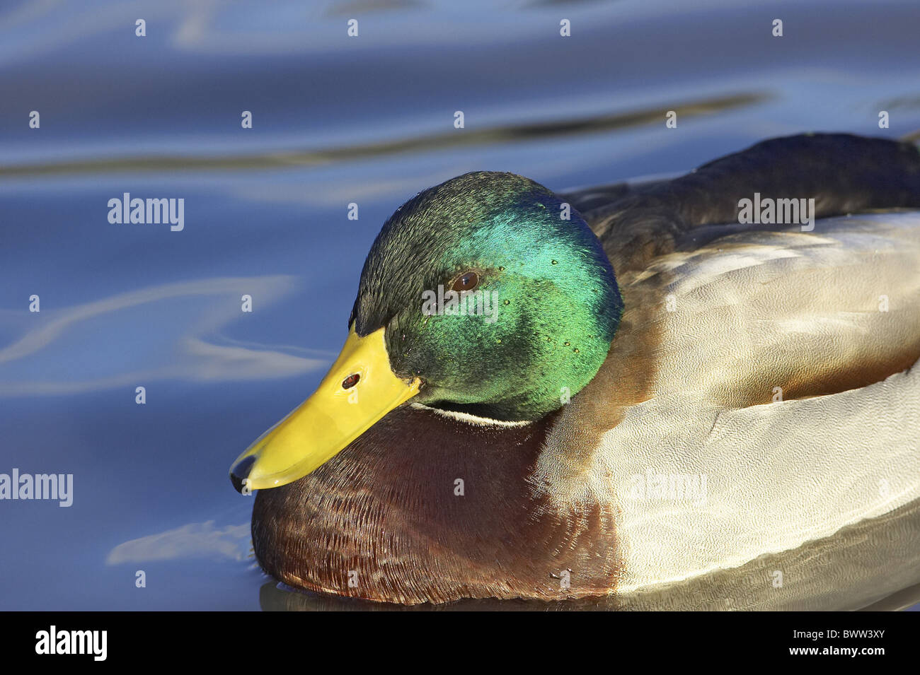 Blue head duck hi-res stock photography and images - Alamy
