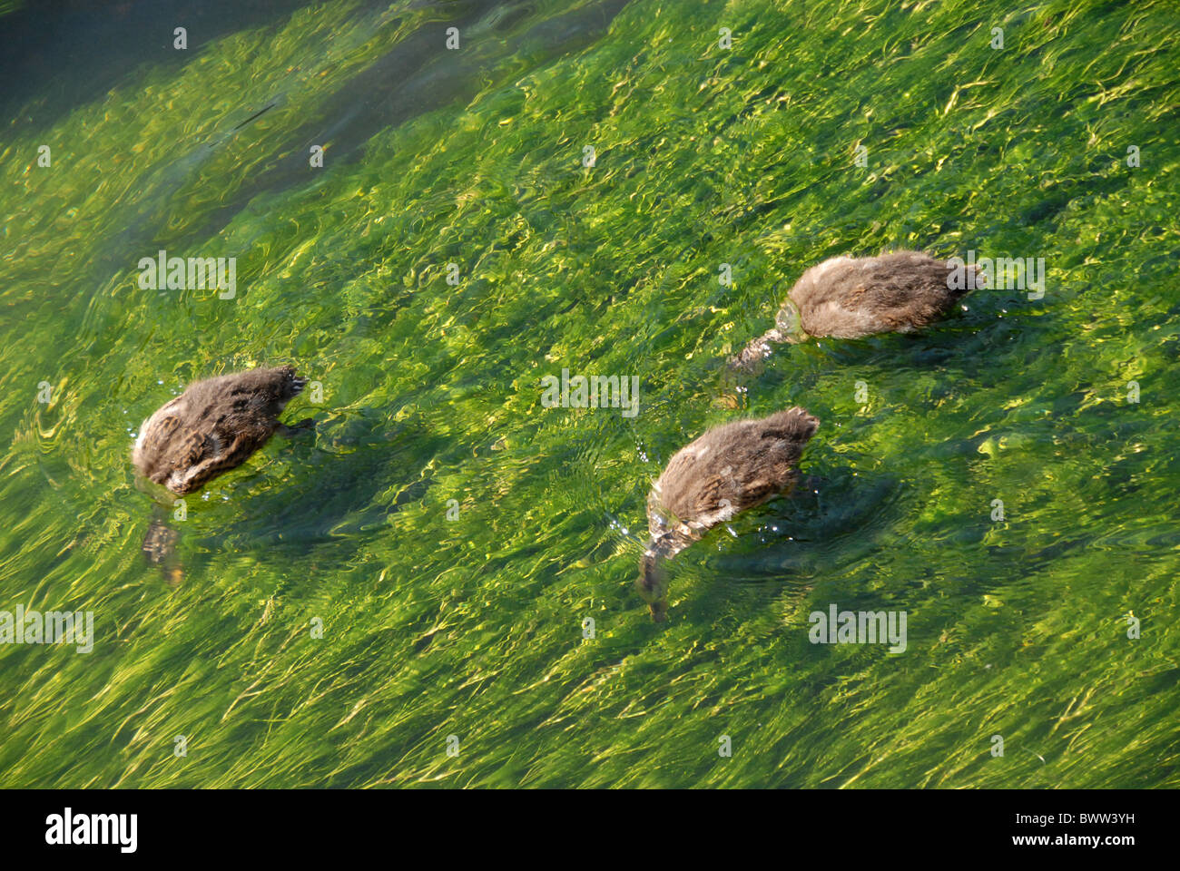Mallard Duck (Anas platyrhynchos) three ducklings, feeding in water ...