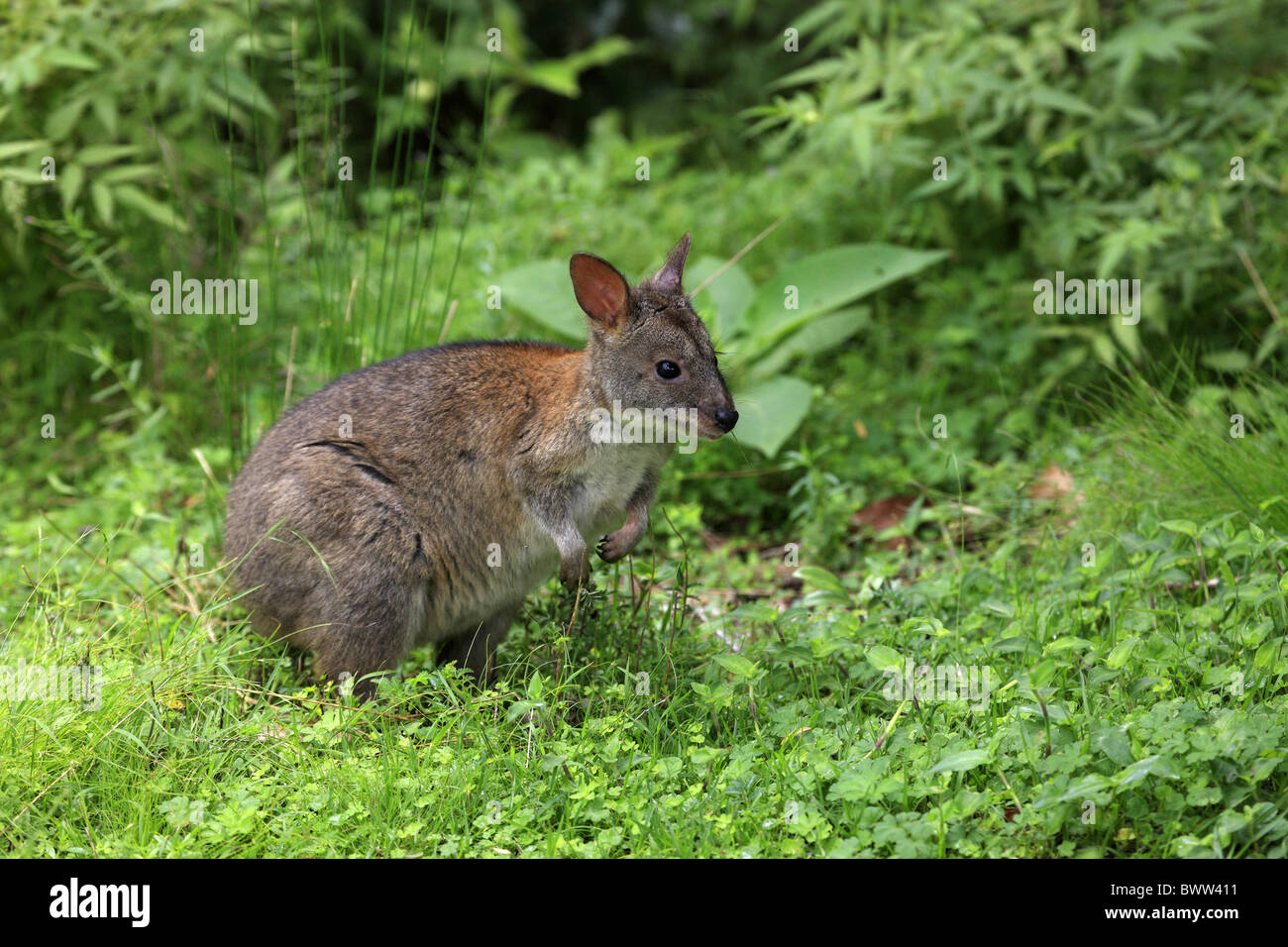 pademelon pademelons wallaby wallabies marsupial marsupials herbivore ...