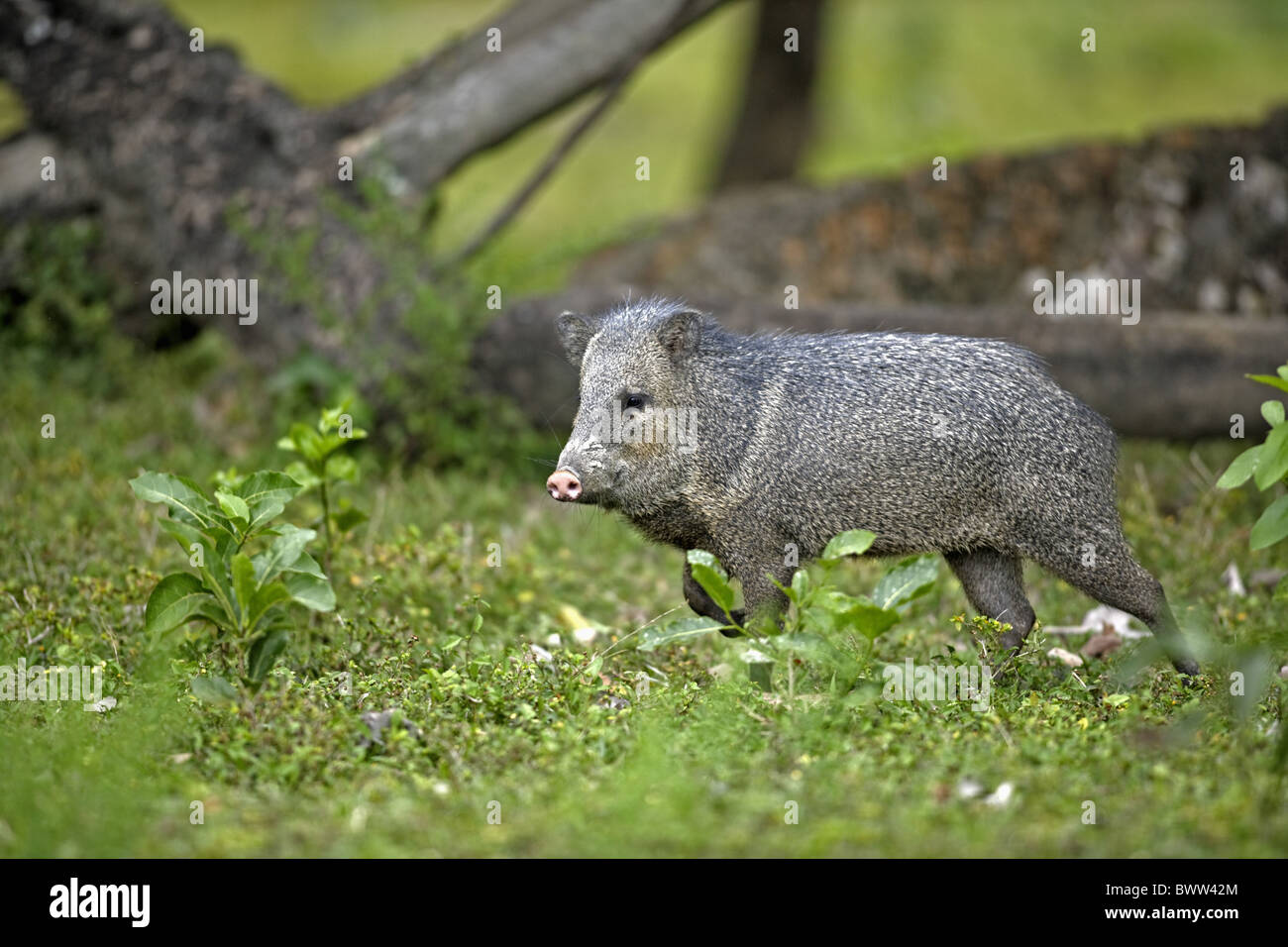 peccary peccaries javelina mammal mammals animal animals "central ...