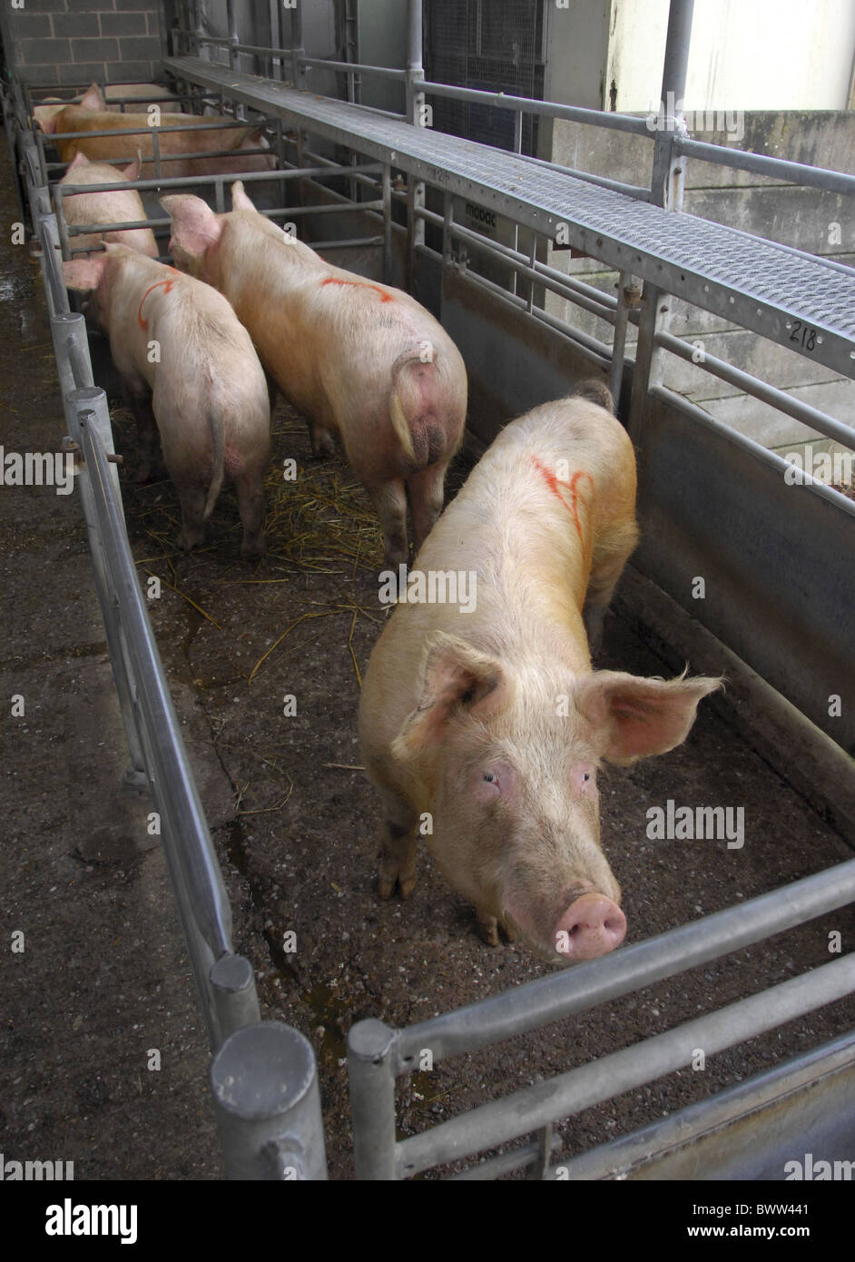 pens livestock pigs sows pig pigs domestic domesticated farm farms ...