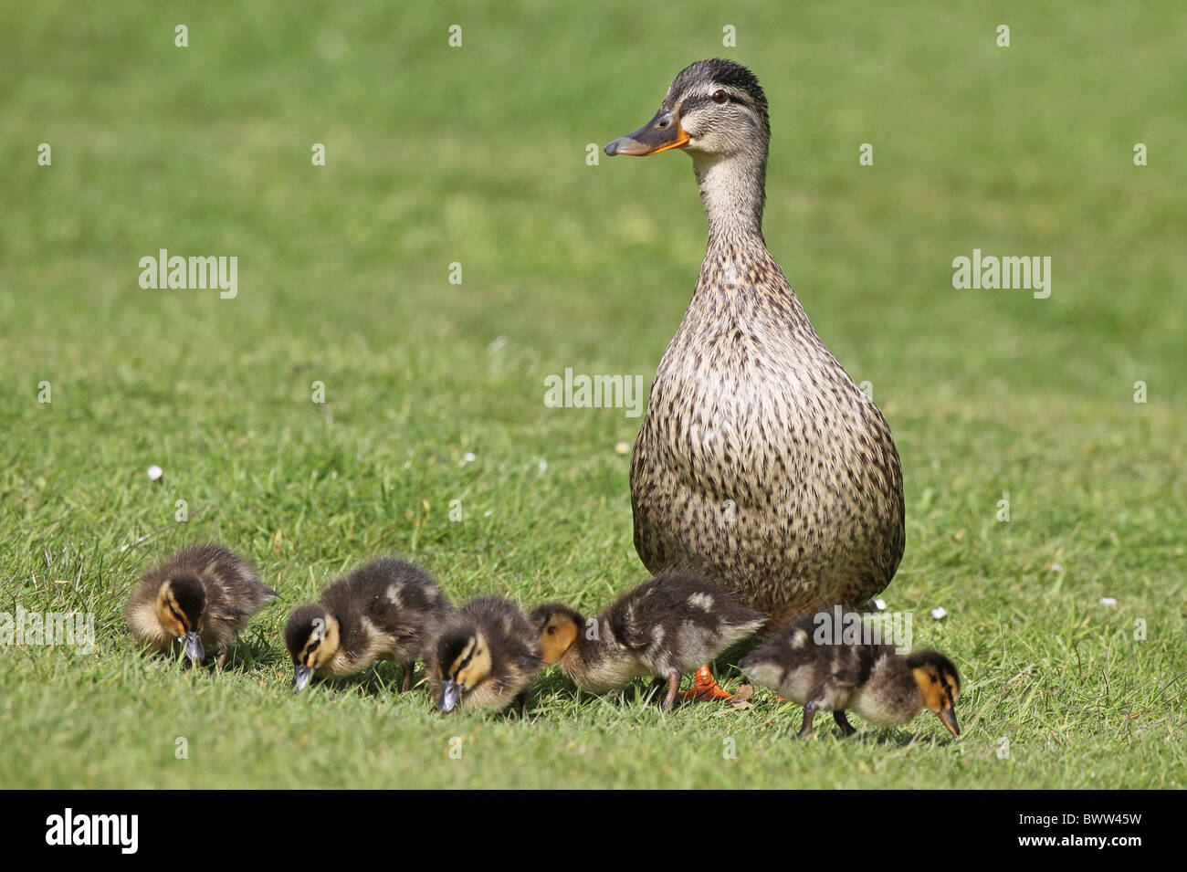 Mallard Duck (Anas platyrhynchos) adult female with day-old ducklings ...