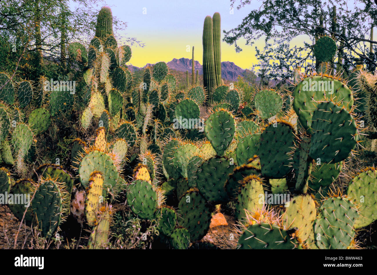 Cactus in Sonoran Desert Stock Photo - Alamy