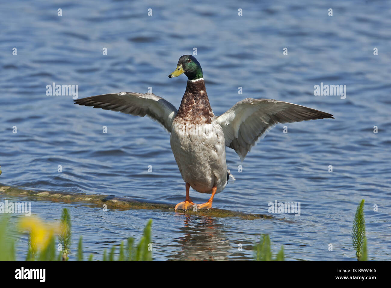 Mallard Duck Anas platyrhynchos Stock Photo - Alamy
