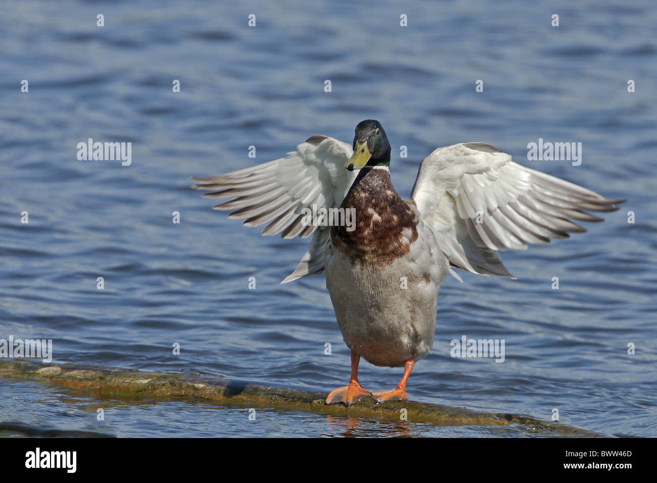Mallard Duck (Anas platyrhynchos) adult male, wing stretching, on log ...