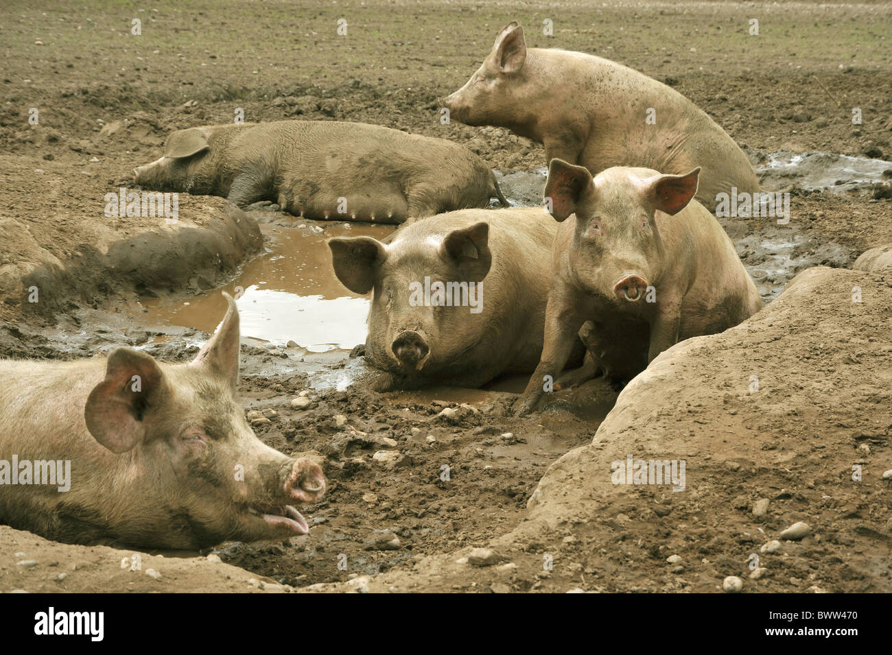 Domestic Pig sows mud wallow outdoor unit England Stock Photo - Alamy