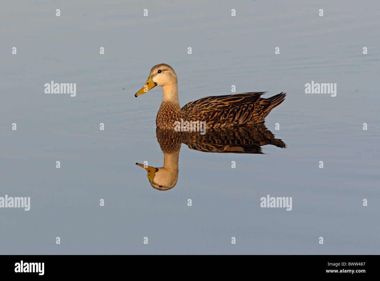 Mottled ducks anas fulvigula hi-res stock photography and images - Alamy