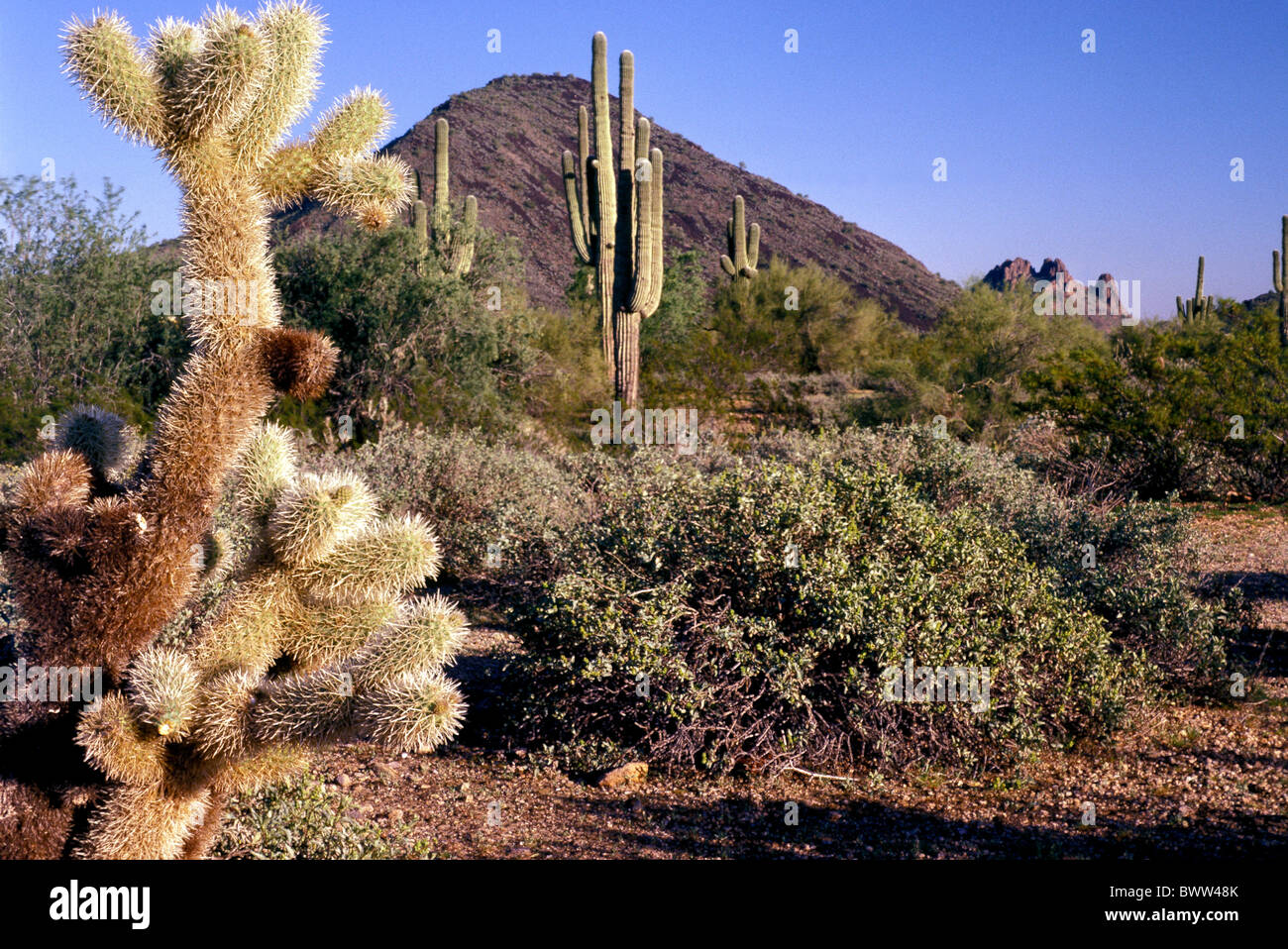 Cactus in Sonoran Desert Stock Photo - Alamy
