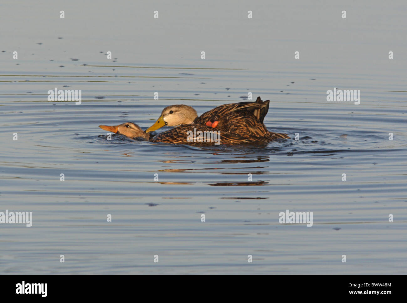 Mottled duck anas fulvigula adult pair hi-res stock photography and ...