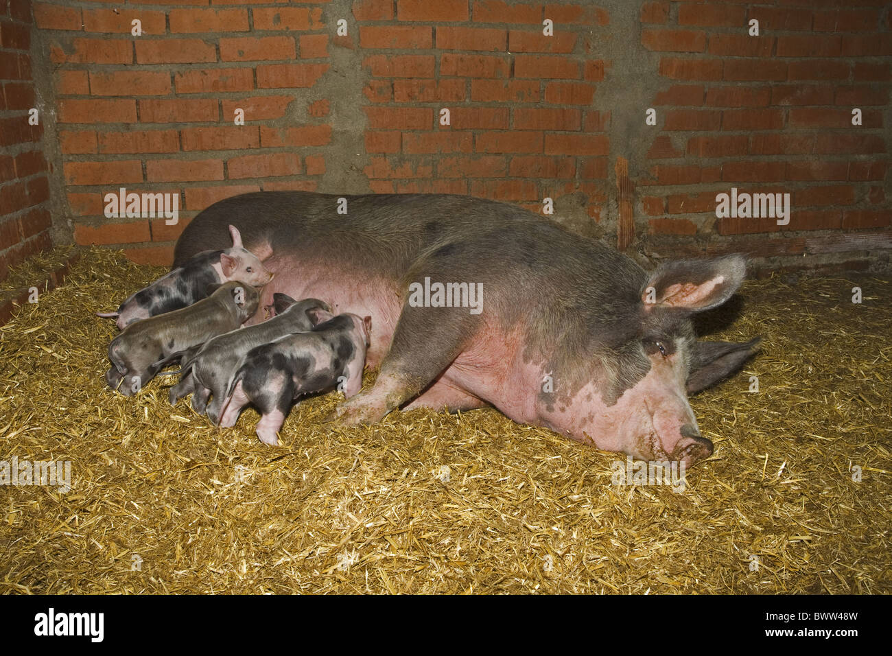 Domestic Pig sow with piglets suckling straw Stock Photo - Alamy