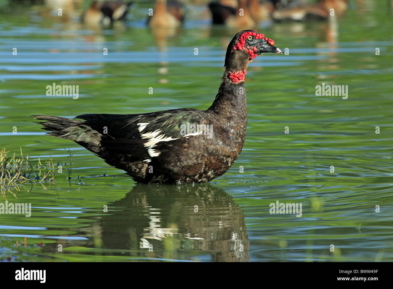 Adult male muscovy duck hi-res stock photography and images - Alamy