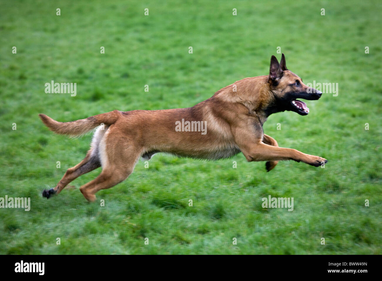 Running malinois hi-res stock photography and images - Alamy