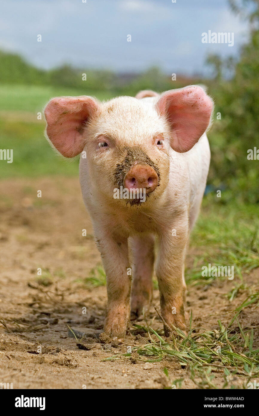 animals pigs piglet baby babies farms pig pigs domestic domesticated ...