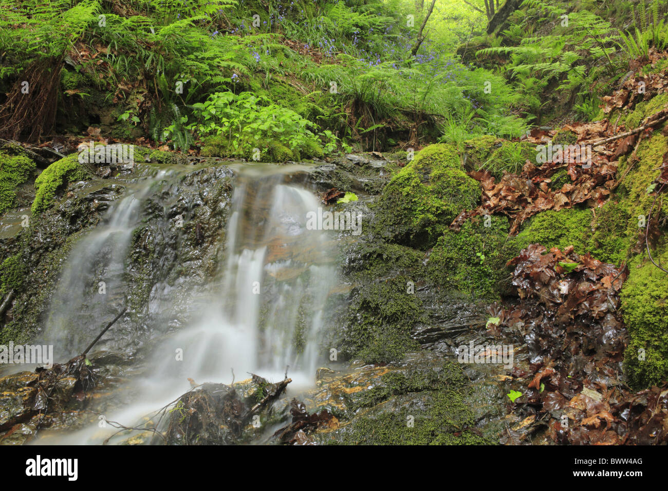 nature natural wild wildlife environment environmental green greenery ...