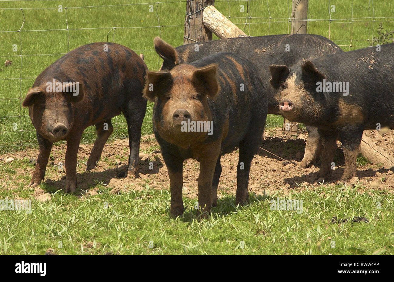Domestic Pig Duroc x Berkshire porkers standing Stock Photo - Alamy