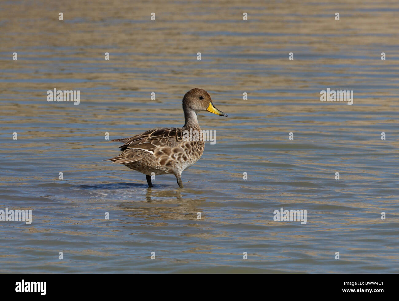 Yellow-billed Pintail (Anas georgica) adult, standing in shallow water ...