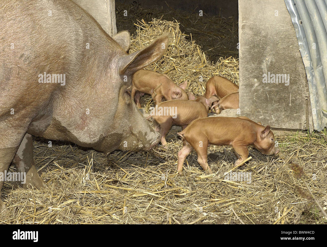 Domestic Pig sow with one two day old piglets Stock Photo - Alamy