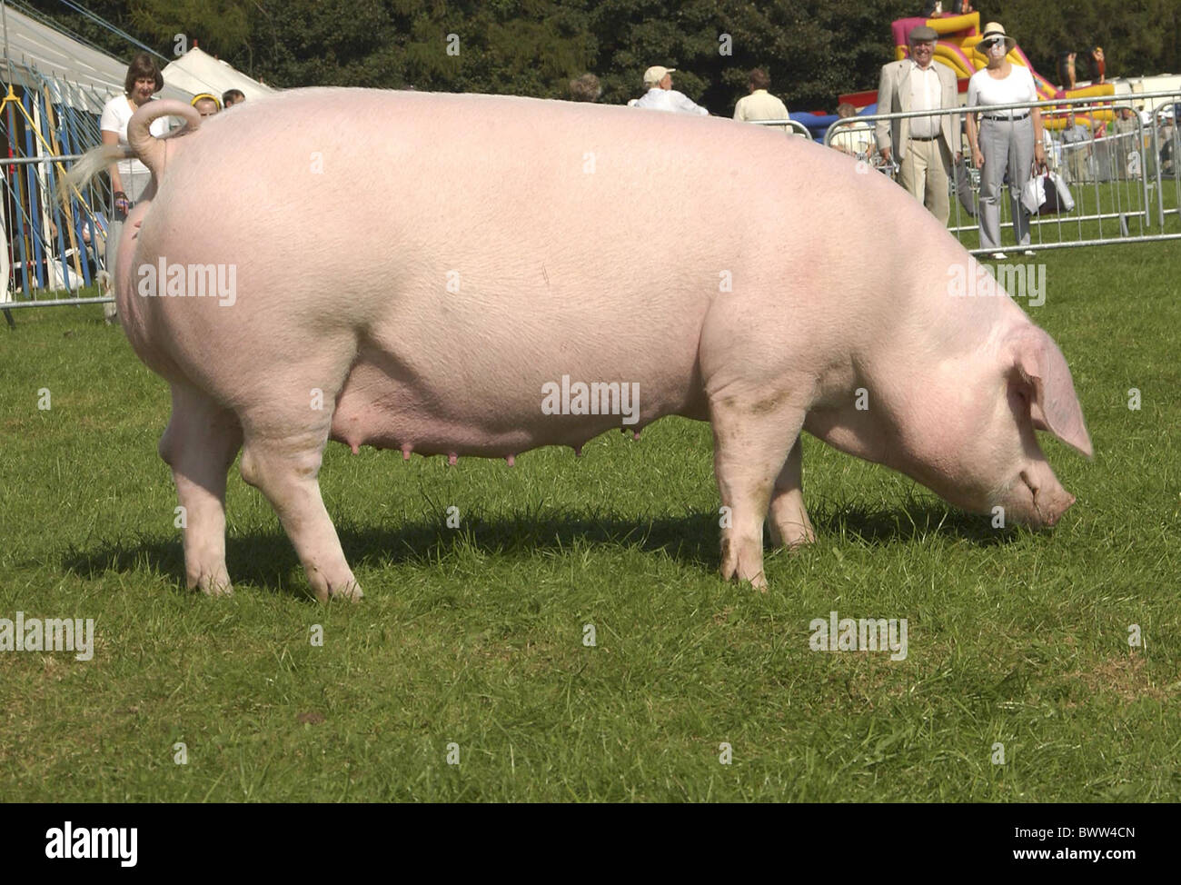 Champion Pig High Resolution Stock Photography and Images - Alamy