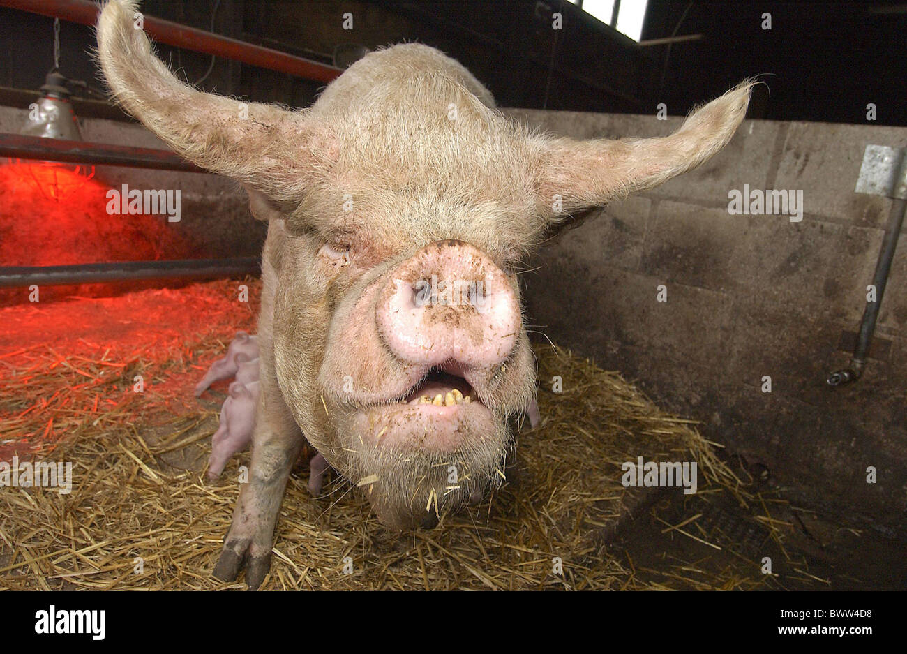 Middle white pigs hi-res stock photography and images - Alamy