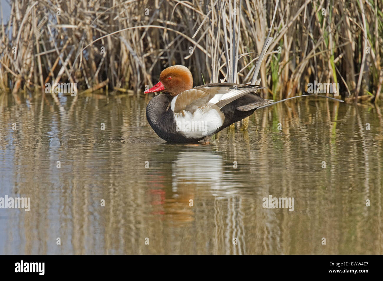 Red-crested Pochard (Netta rufina) adult male, standing in water, Spain ...
