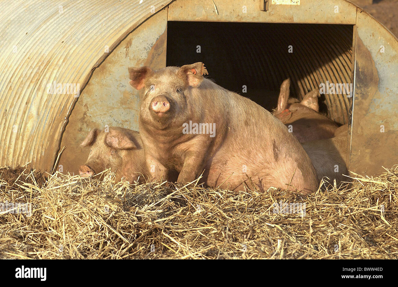 Domestic Pig outdoor breeding gilts resting Stock Photo - Alamy