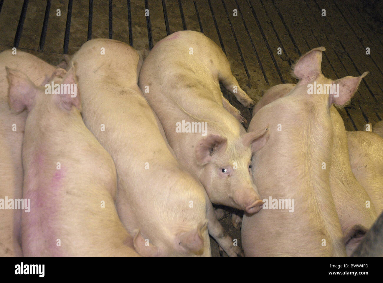 Pigs indoor slatts pig pigs domestic domesticated farm farms farming ...
