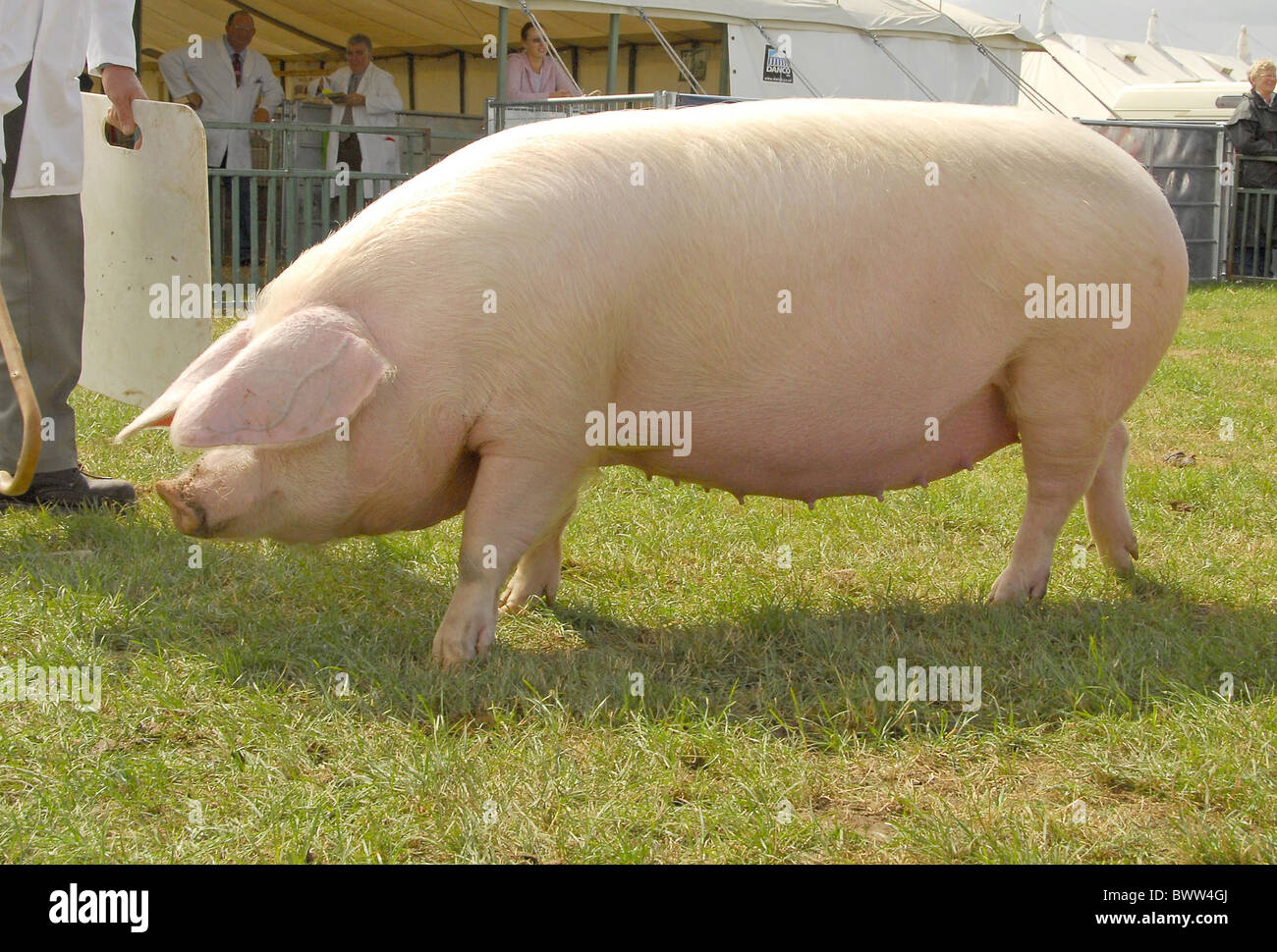 Domestic Pig British Lop sow 'Penllwyn Lulu 15' Stock Photo - Alamy