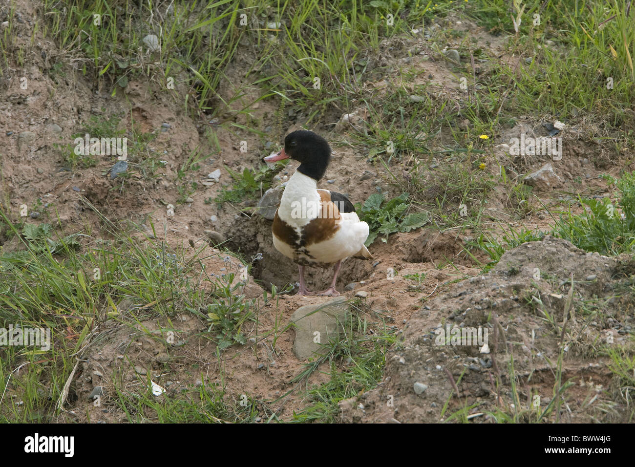 Common Shelduck (Tadorna tadorna) adult female, emerging from rabbit ...