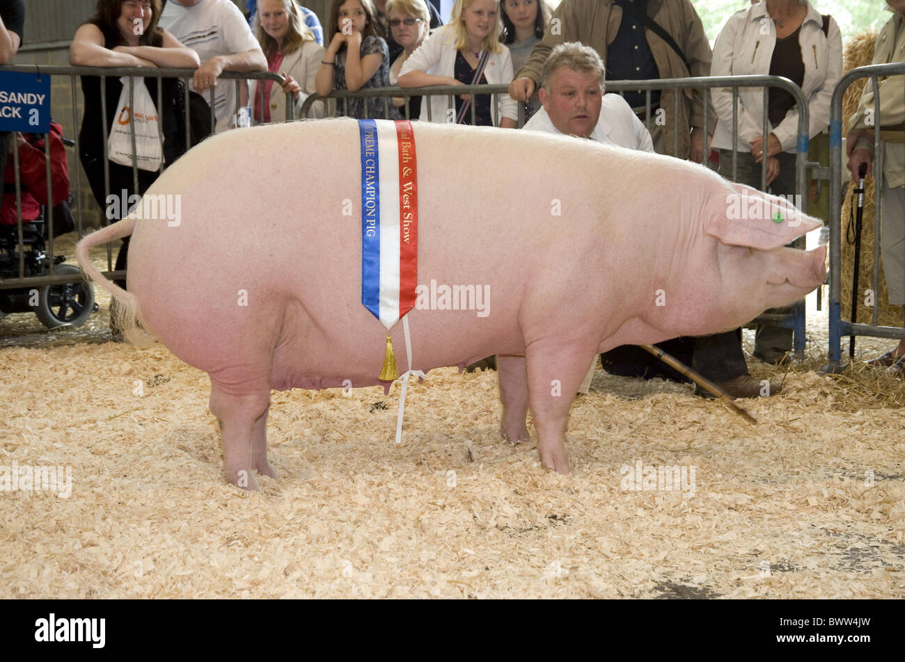 Northumberland Pigs Welsh fields oilseed rape sow pig pigs domestic ...