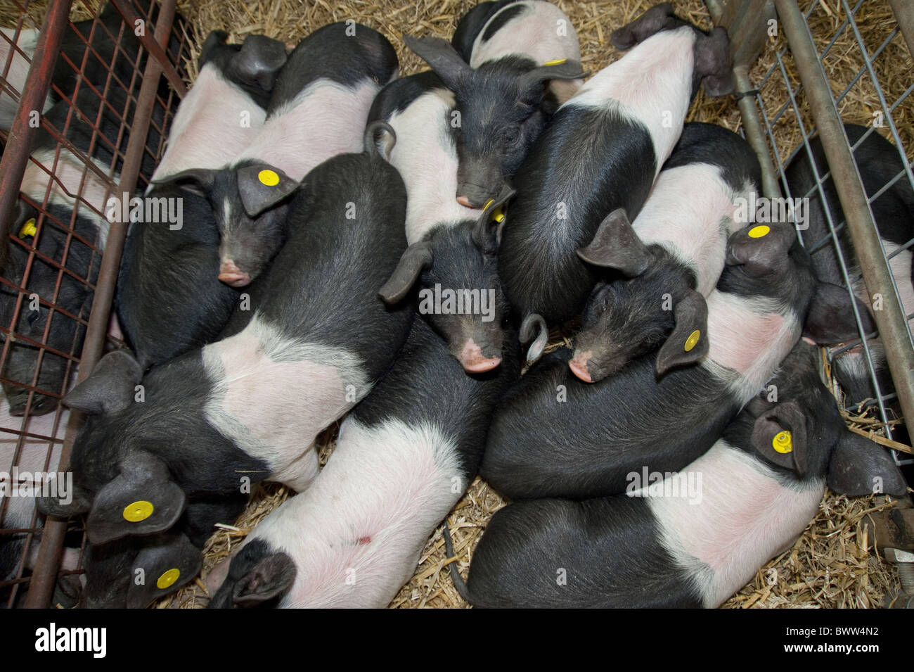 Gisburn pig pigs domestic domesticated farm farms farming omnivore ...