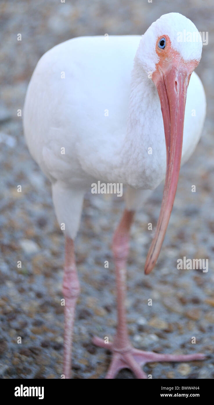 Pink Ibis Bird High Resolution Stock Photography and Images - Alamy