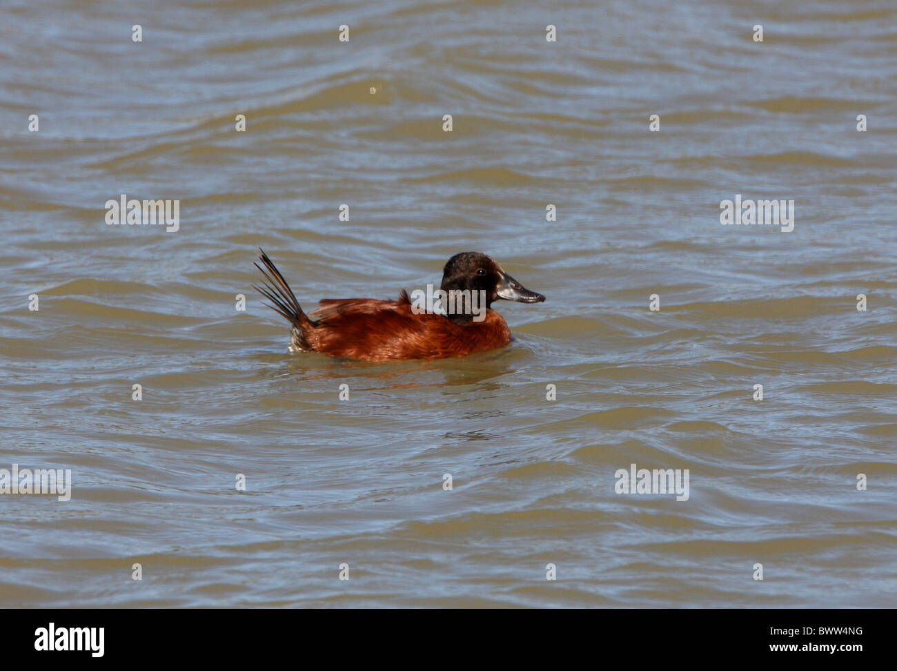 Lake duck oxyura vittata hi-res stock photography and images - Alamy